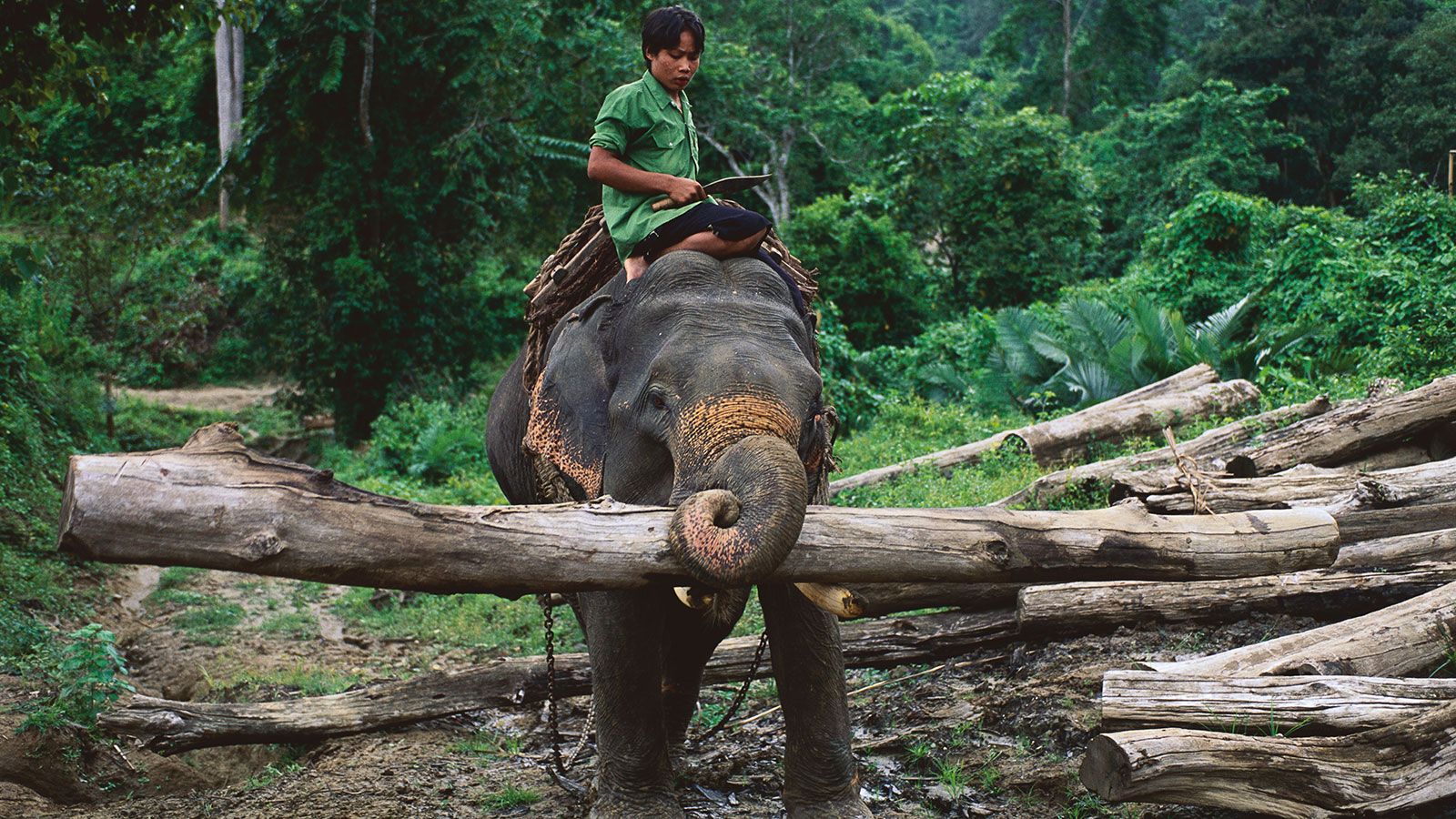 Meet the sustainable alternatives to teak decking